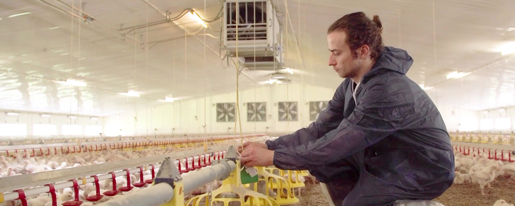 Why choose wireless poultry sensors? - SenseHub™ Poultry