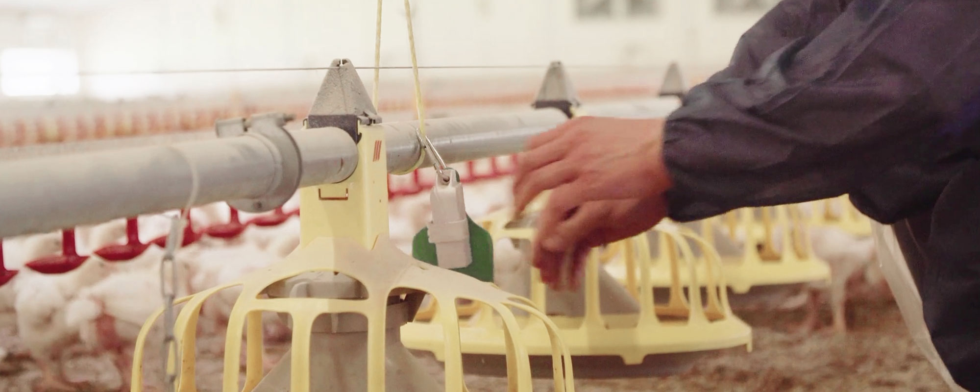 Using poultry technology to improve bird performance - SenseHub™ Poultry