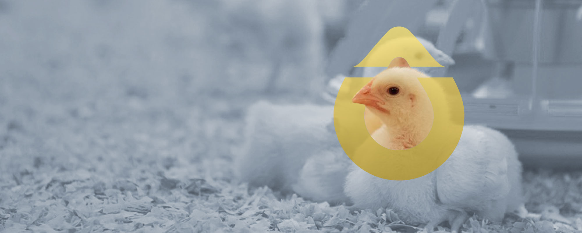 SenseHub™ Poultry Contact - Sensehub