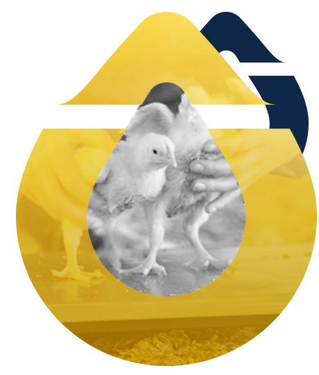 The SenseHub™ Poultry Solution - Sensehub